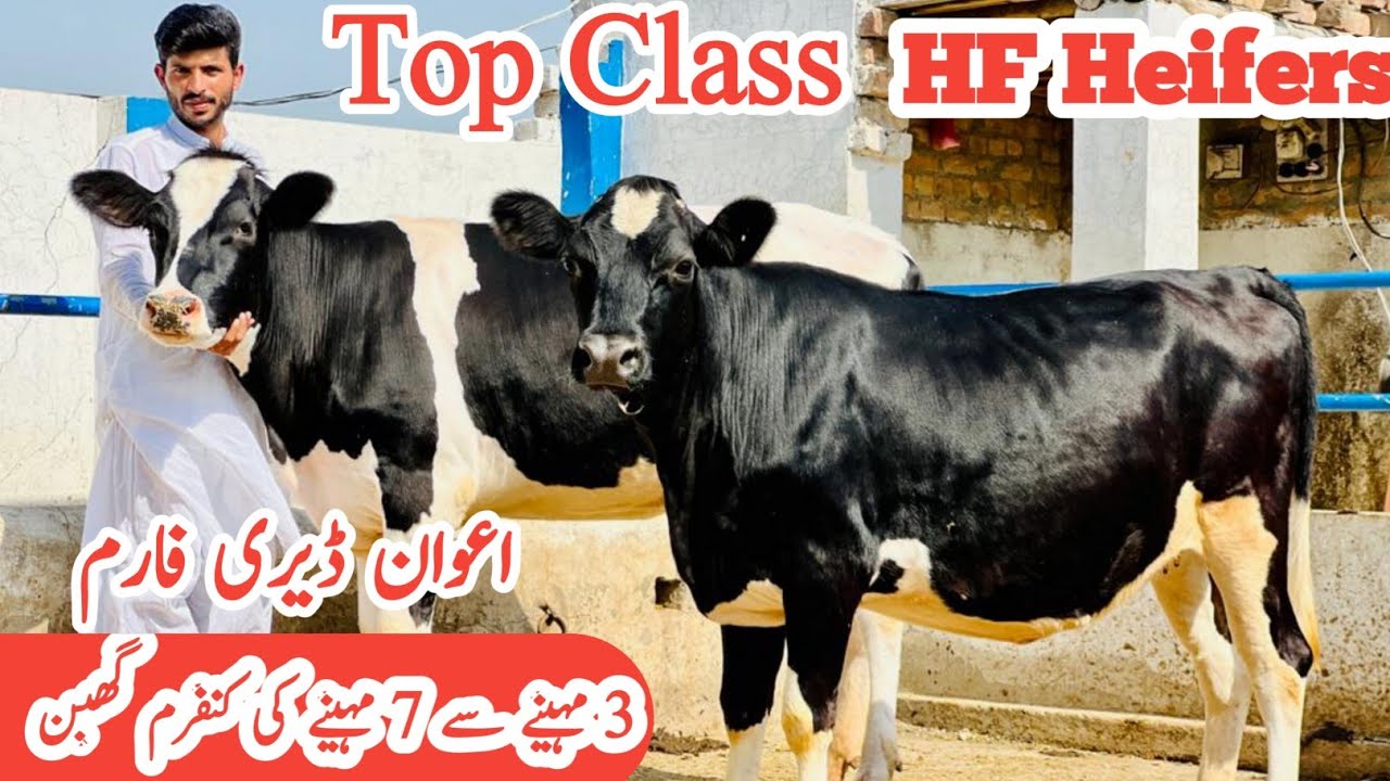 HF Heifers | Australian Heifers | Jersey Heifers | Best Breed ever ...