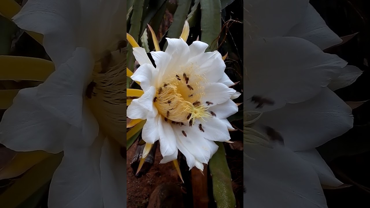 Bunga paling banyak mengandung madu - YouTube