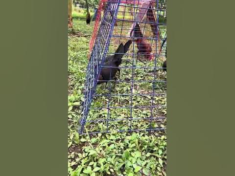 SUPER BROWN RED BROOD STAG MT BANAHAW LINE, IPAPAHULOG PO ANG MGA OFFSPRING O IAANAK PANG EARLY ...