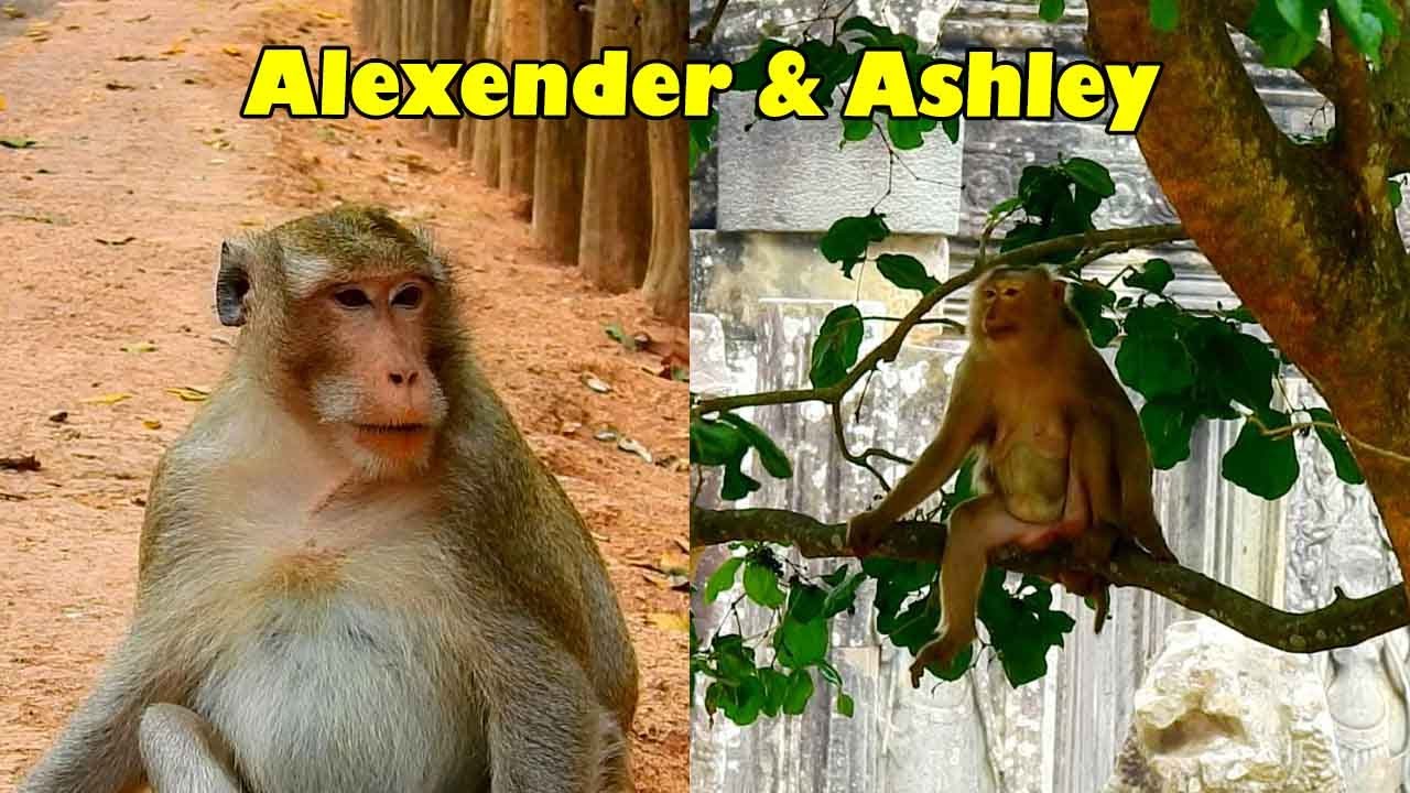 New Update! Oh No Ashley Walked So Fast To Keep Away From This Monkey ...