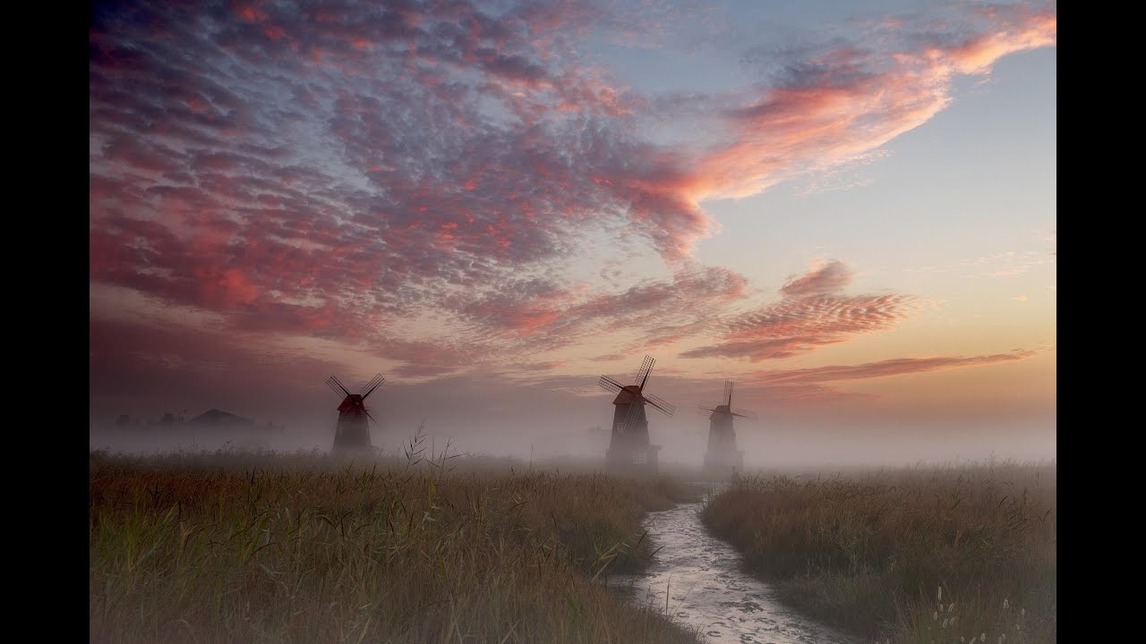 [Study] - Relaxing Music To Read and Relax (Tulip Fields) - YouTube Music