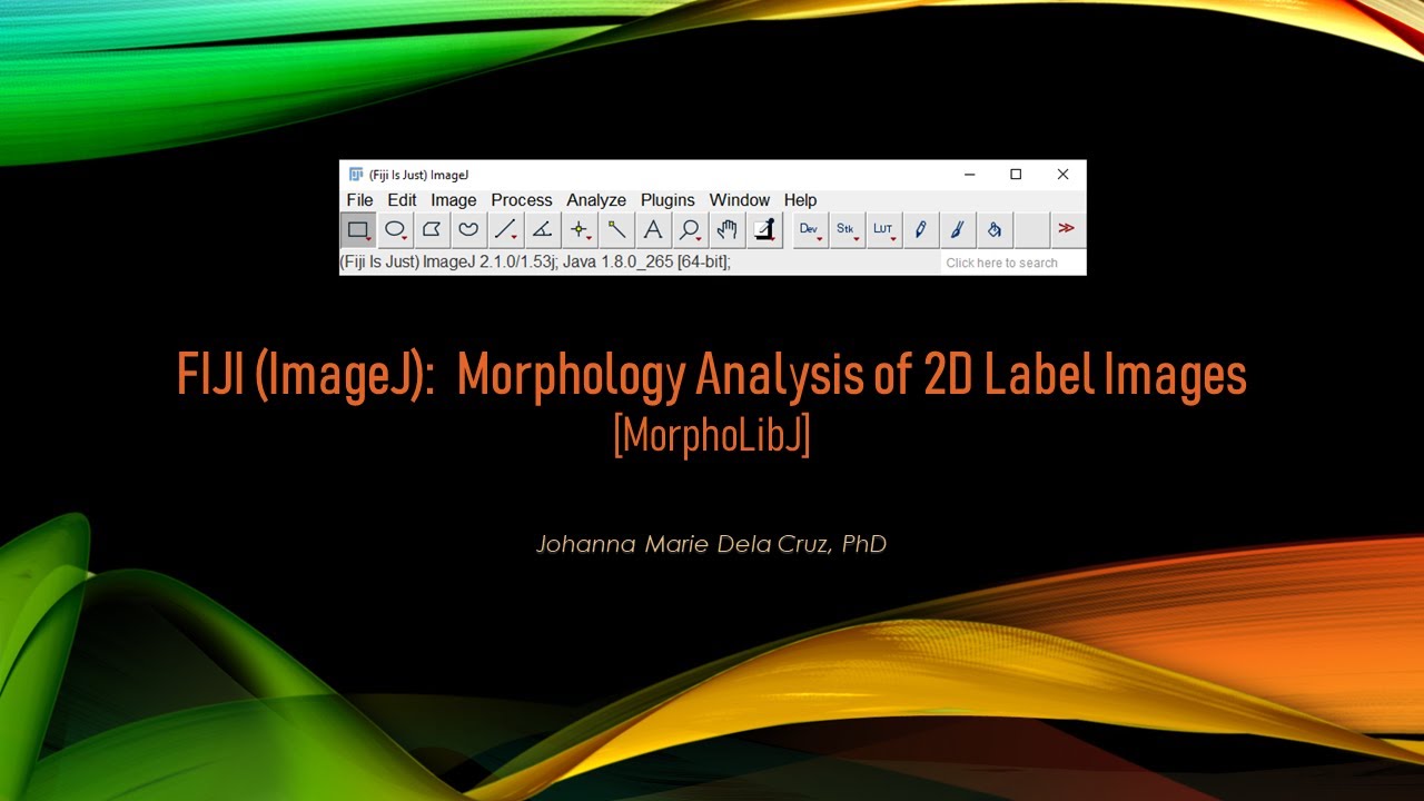 FIJI (ImageJ): Morphological Analysis of 2D Label Images [MorpholibJ] - YouTube
