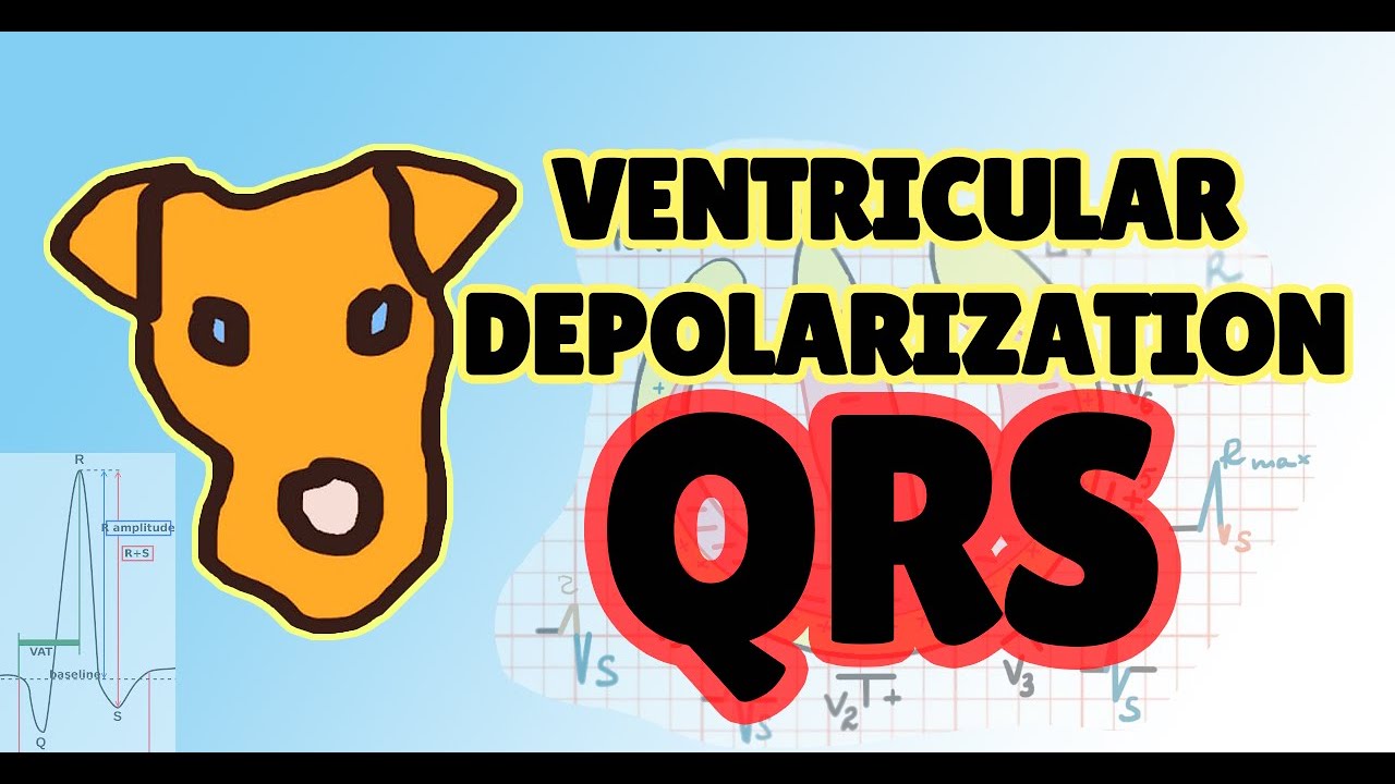 Ventricular depolarization. ECG QRS complex formation. - YouTube