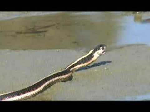 trinity alps wilderness snake predation on cascades frogs - YouTube