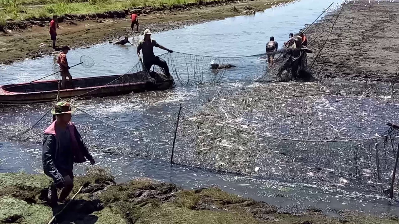Panen bandeng tradisional - YouTube