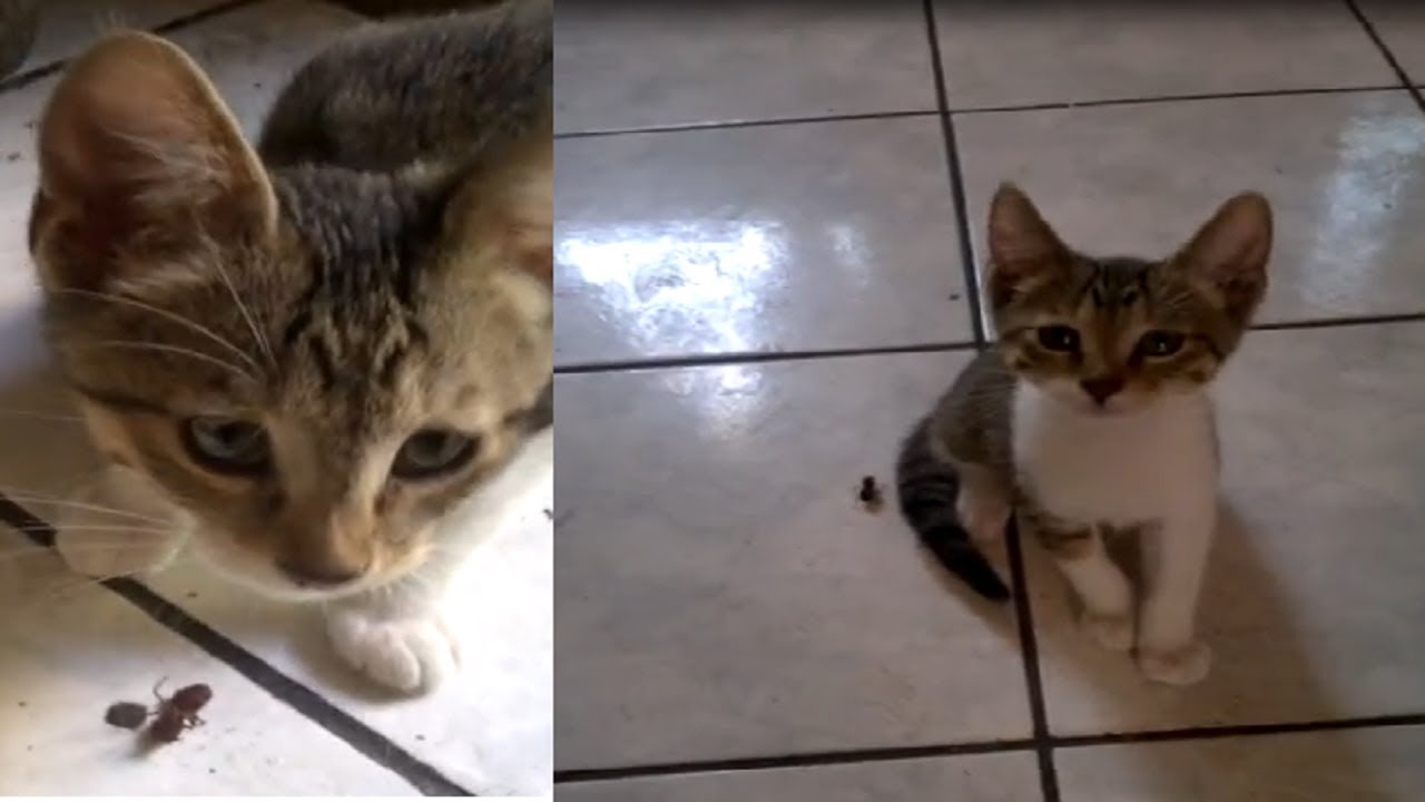 GATO COME ZOMPOPO - YouTube
