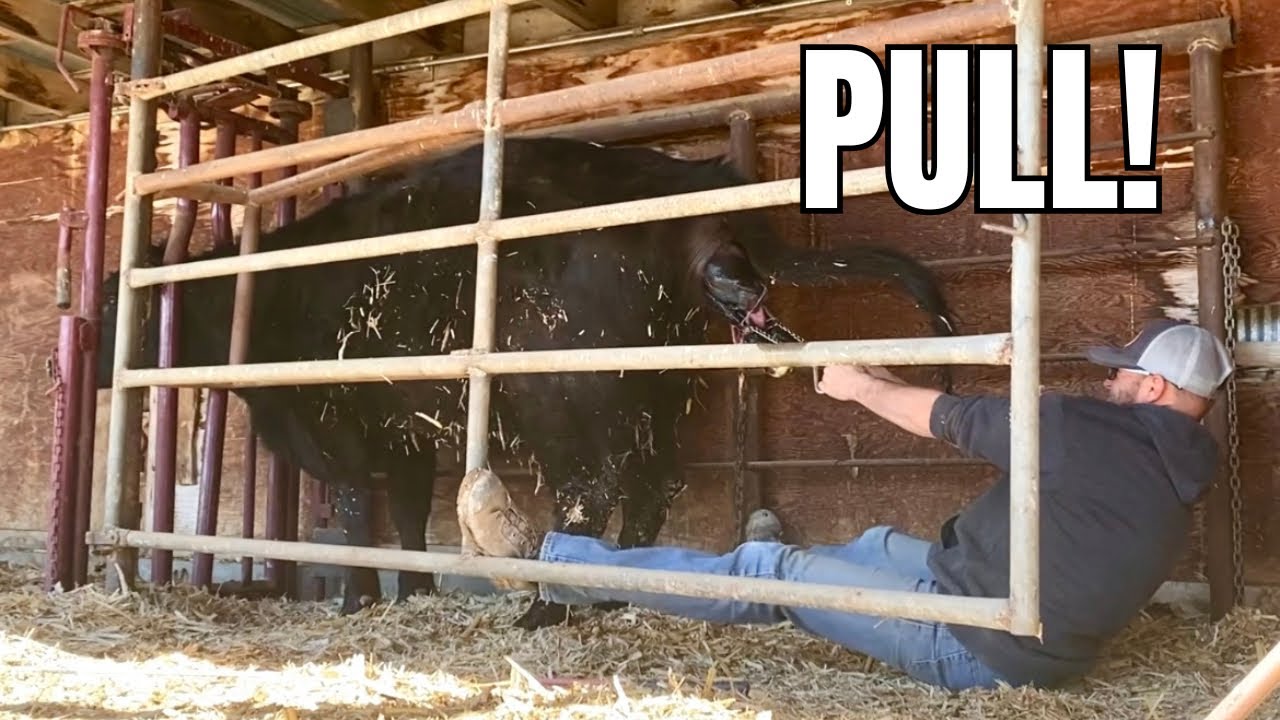 🐂 How to Pull a Calf - YouTube
