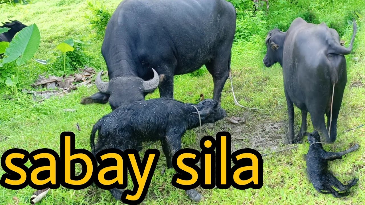 Kambal na anak ng Isang kalabaw grabe to!! - YouTube