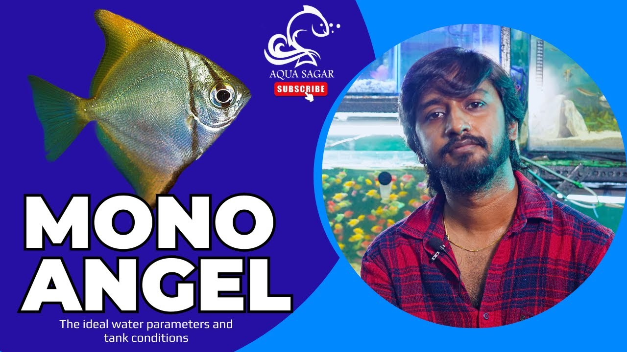 Mono Angel Fish Care Guide | Habitat, Water Parameters, Feeding & More ...