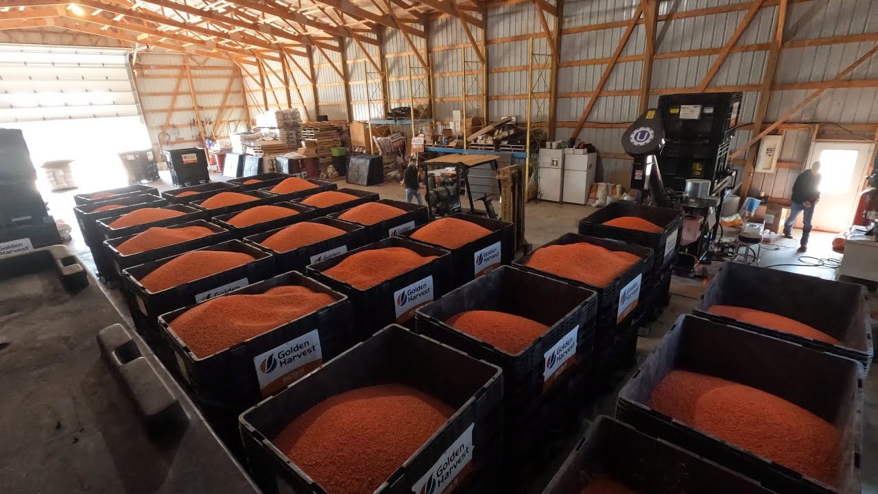 Lots of Orange Beans - #651 - YouTube