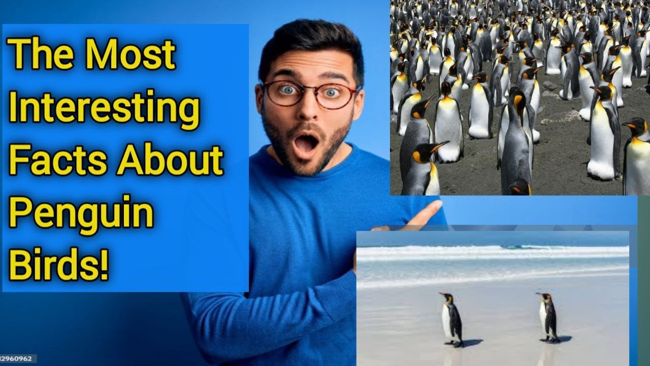 Ten Most Interesting Facts About the Penguin Birds/ Why do penguins ...