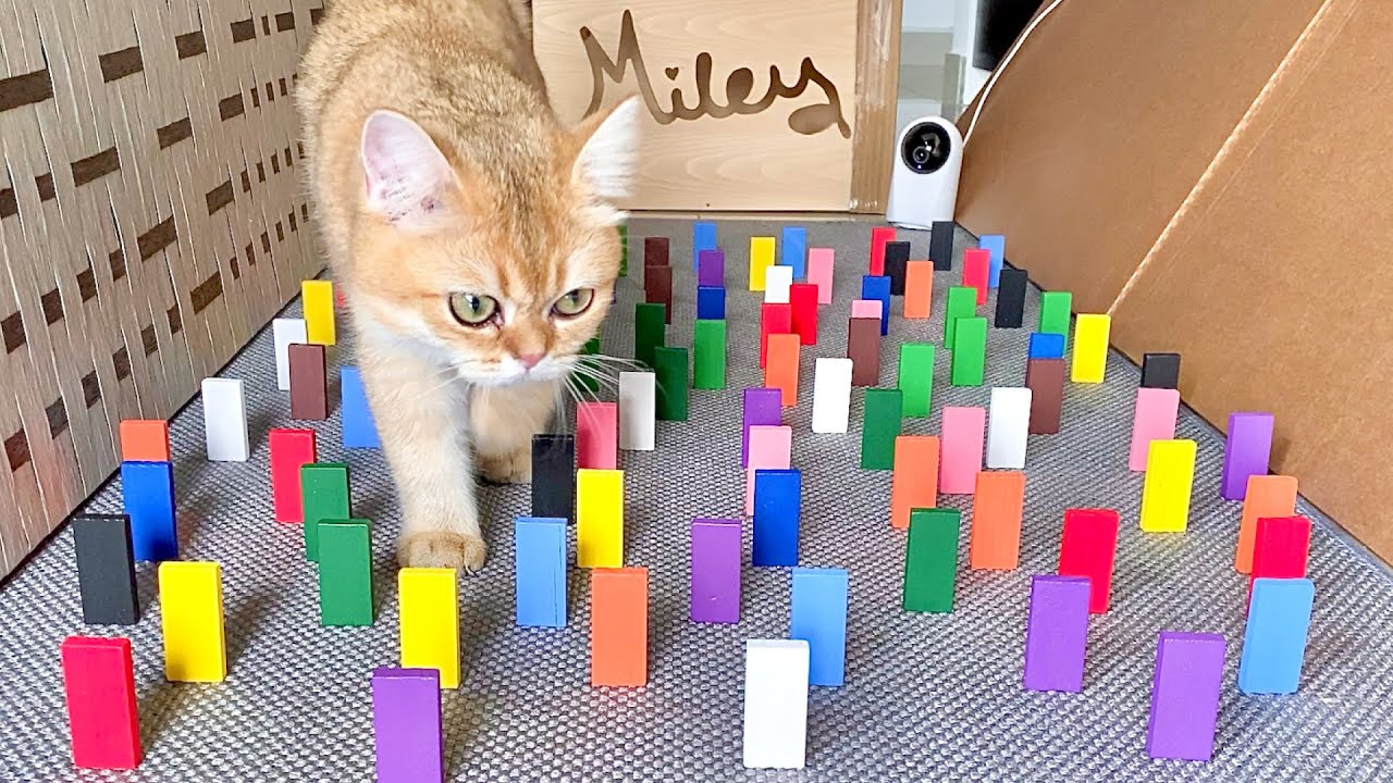 Cat Domino Obstacle Challenge | Cat vs Domino | British Shorthair Cute ...