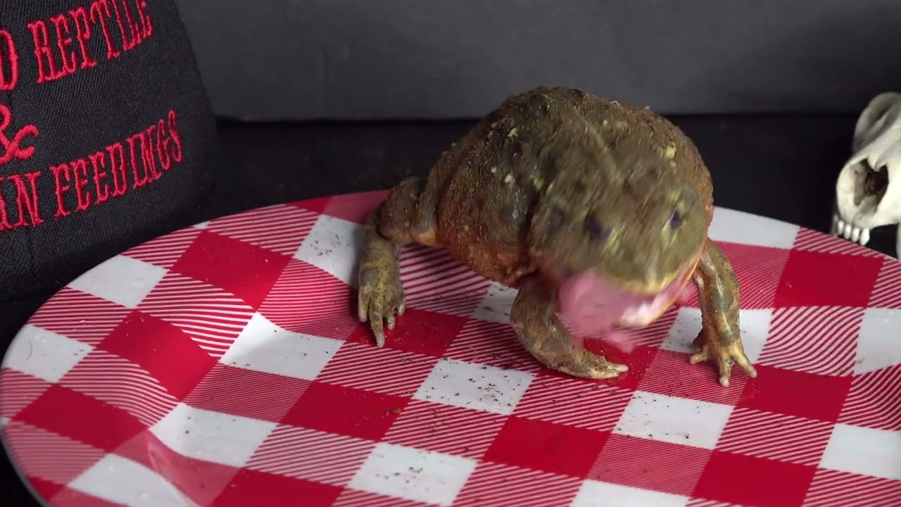 Giant Bull Frog Eats Flying Pink Rats / Live Feeding - YouTube