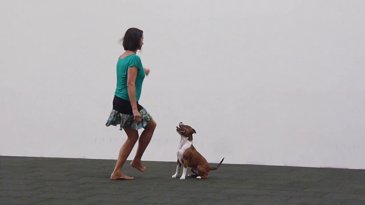 DwD1 (Dance with Dog) Wizard Funny Macy Gray (dogdancing) - YouTube