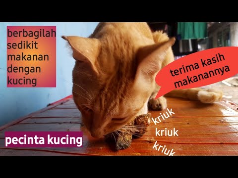 kucing makan enak || kriuk kriuk kriuk || kucing lucu - YouTube