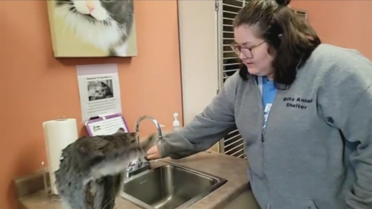 Delta Animal Shelter's February Pets of the Month - YouTube