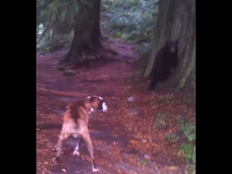 Boxer Dog v.s. Mother Bear: Stand off