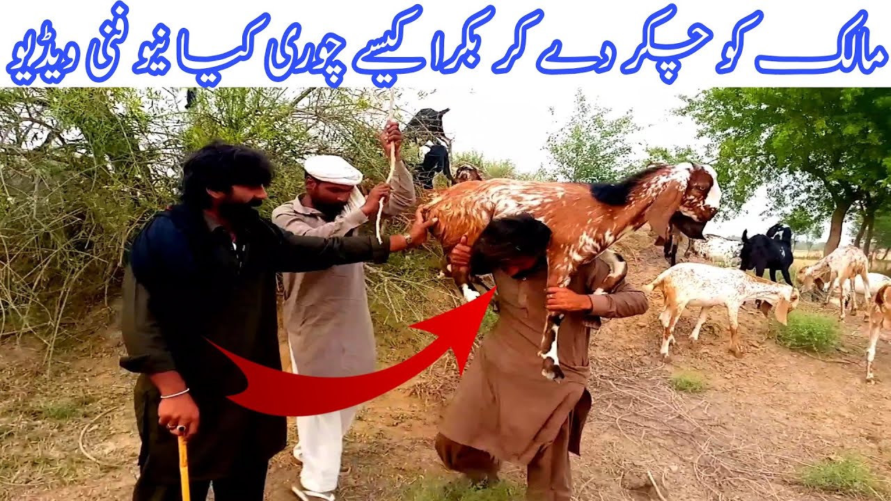{Khodi shaitan bakra chore} .New funny video 2023 [jerneter vs bunnty ...