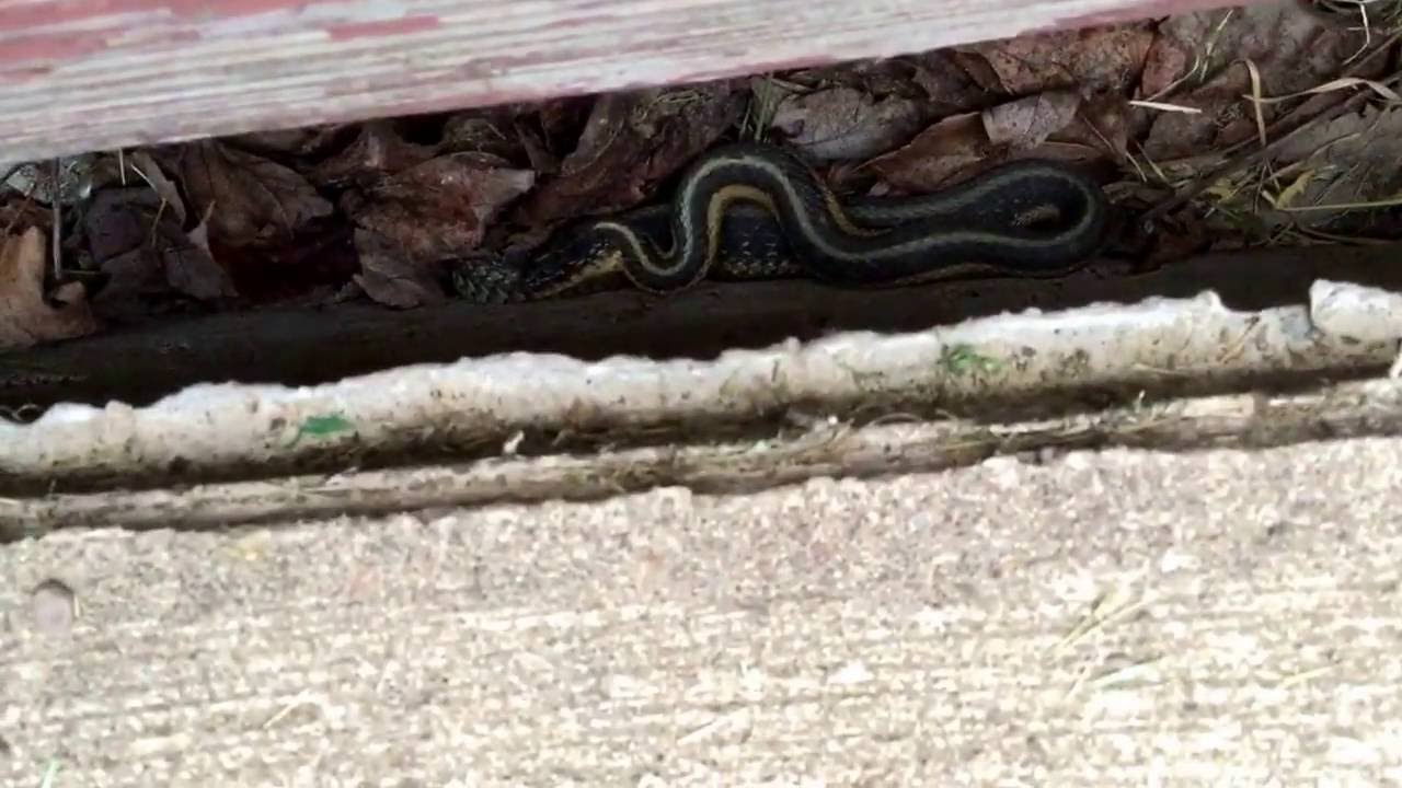 Snakes under our porch So adorable!! - YouTube