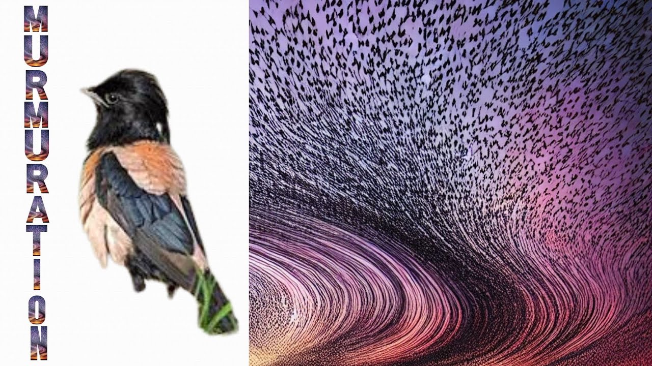 Mesmerizing Starling Murmurations in Gujarat |Winter Migrants in India|Bird Dance |Viral ...