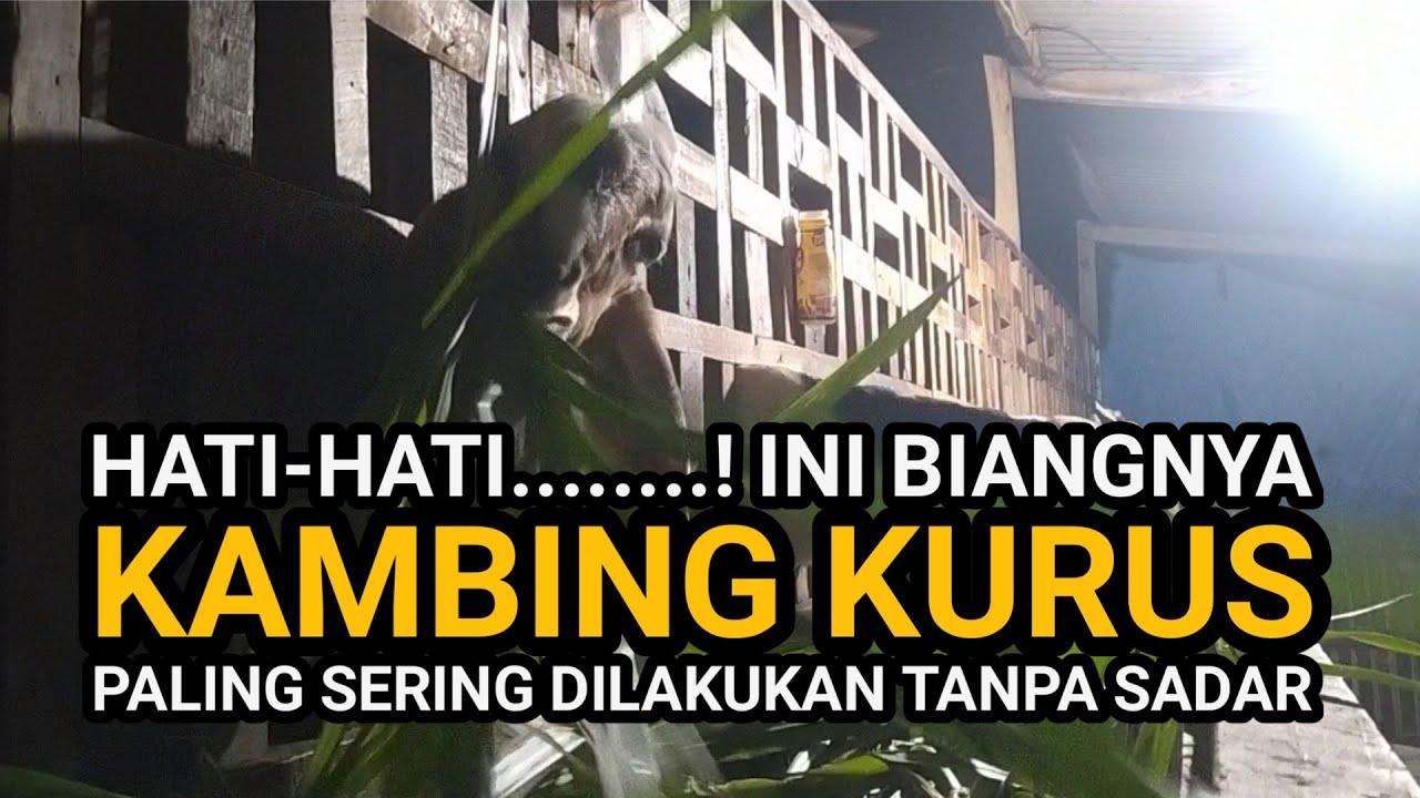 HATI-HATI! Ternyata Ini Penyebab Kambing Kurus — Dan Solusinya ADA DI ...