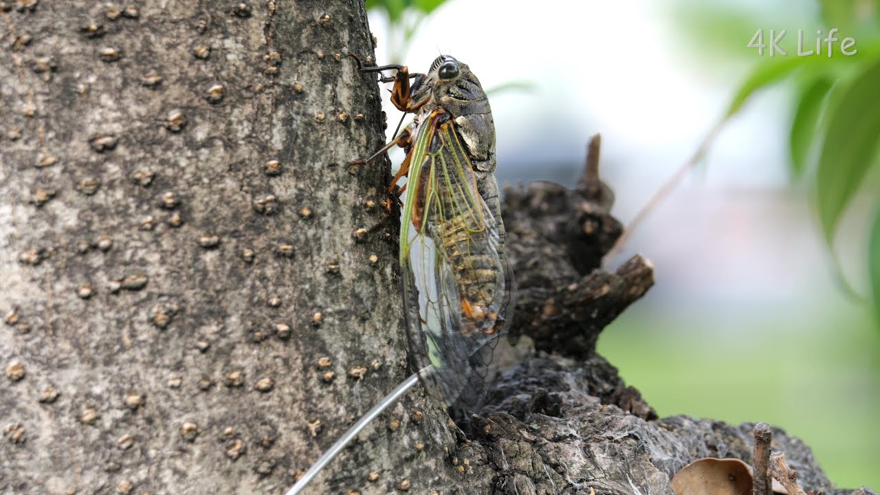 クマゼミ Cryptotympana facialis (A species of Japanese cicada)[4K 昆虫 Insect ...