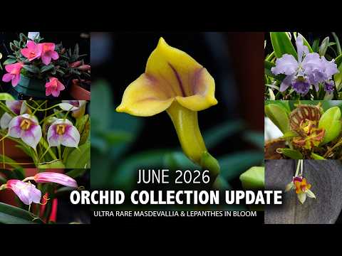 Orchid Collection Update - June 2026 | My Collection is EXPLODING with Colorful Flowers!