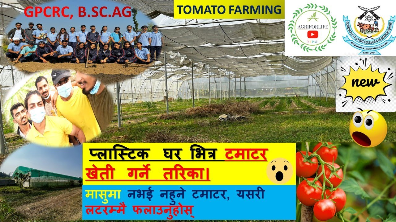 TOMATO FARMING FULL VIDEO| प्लास्टिक घर भित्र टमाटर खेती गर्ने तरिका | GPCRC,BSC.AG ...