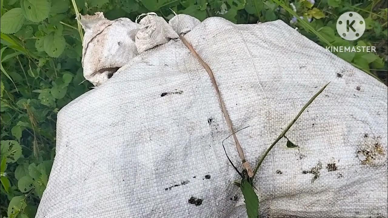 hnub no kuv tus nyab wb mus ntais pob kws os - YouTube