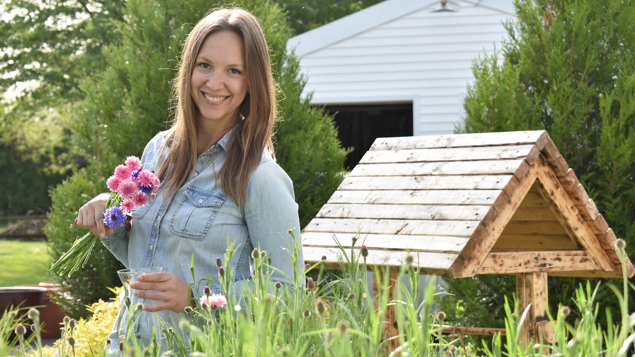 How to Harvest Bachelor's Buttons for your Cut Flower Garden
