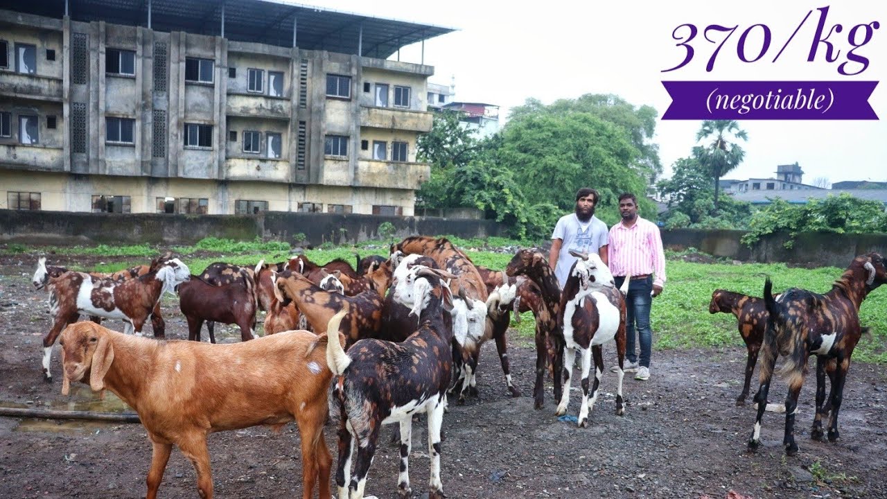 SIROHI AJMERA BAKRE LOTS FOR SALE || 370 KG || MHATRE GOAT FARM || HAJI ...