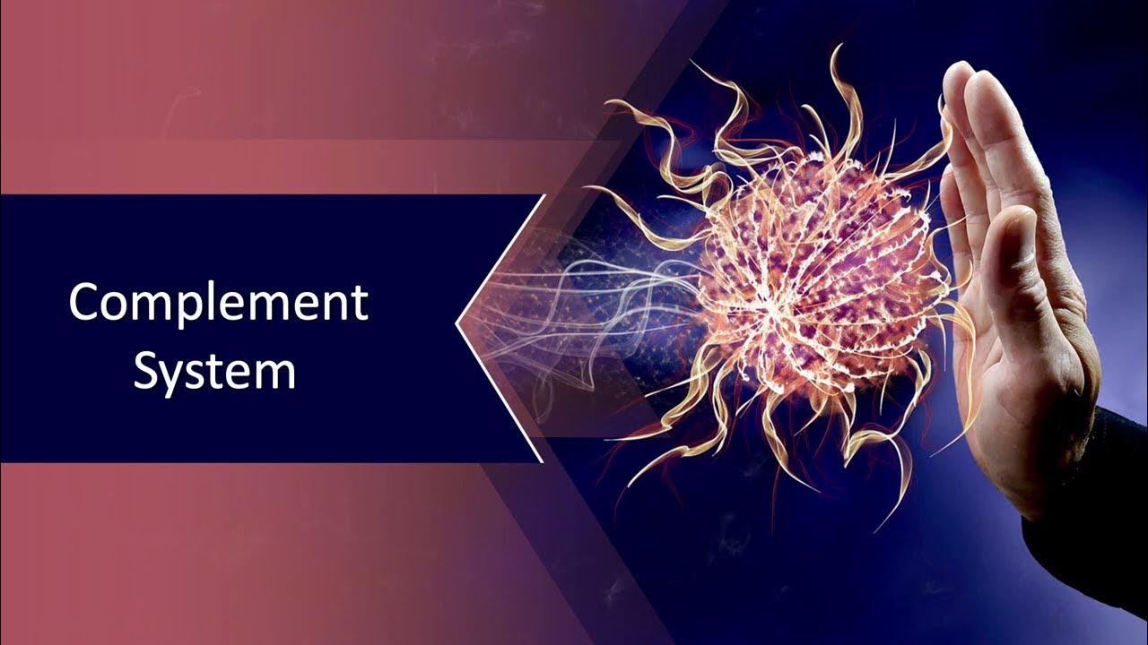 Complement System: Demystifying the Classical Pathway in Simple Terms ...