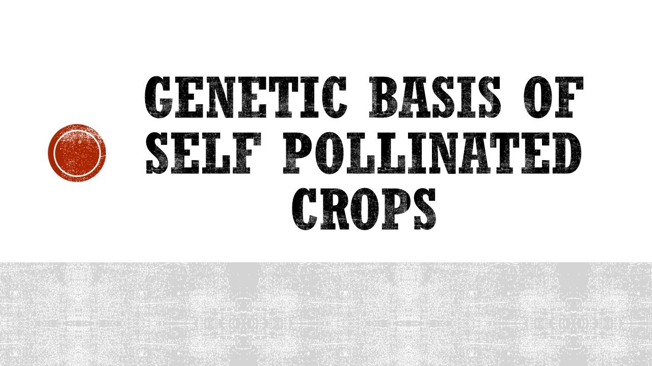 Genetic basis of Self Pollinated Crops - Principle of Progeny Selection ...