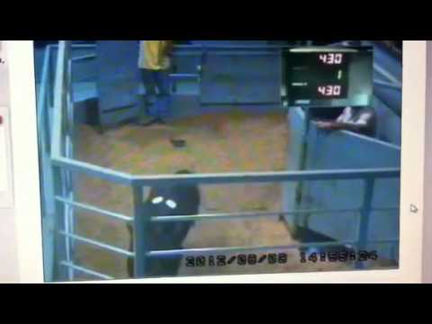 Calhoun stockyard calfs - YouTube