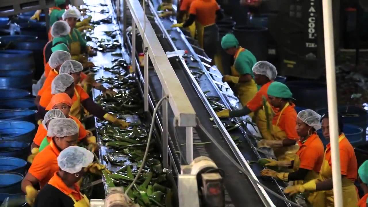 Forever Plantation Republica Dominicana - YouTube