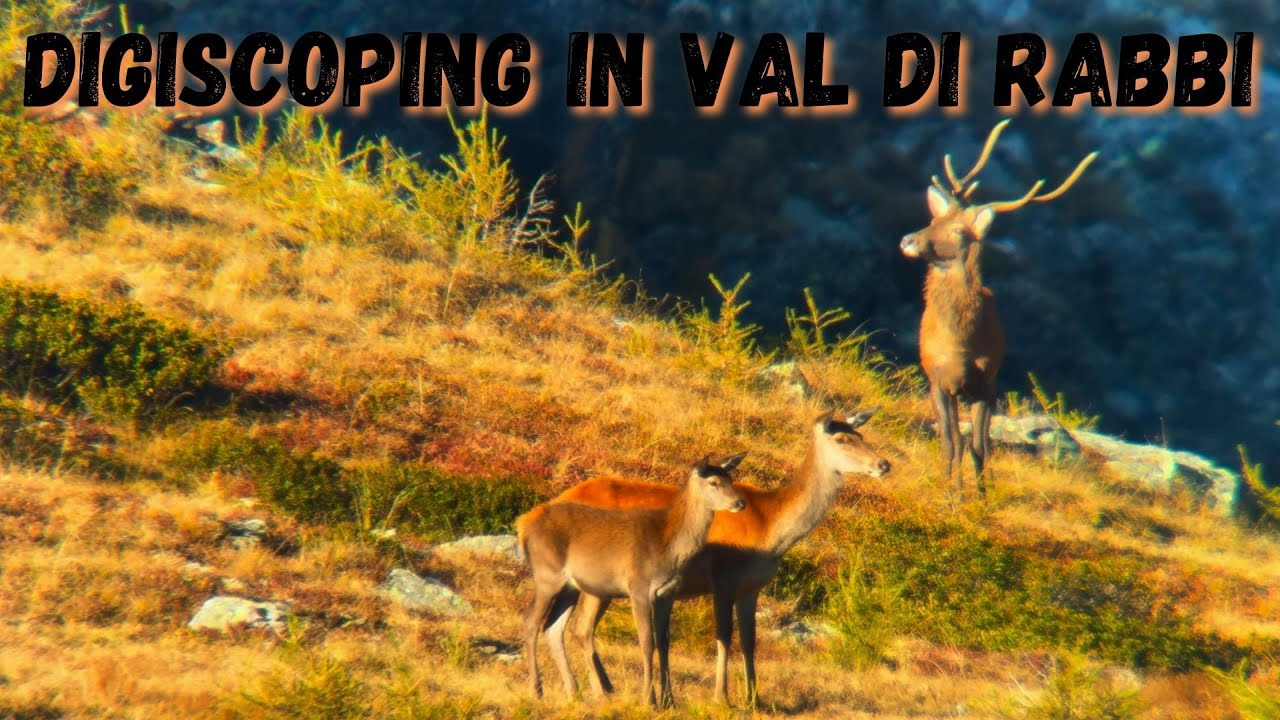 I Cervi in amore in Val di Rabbi - YouTube
