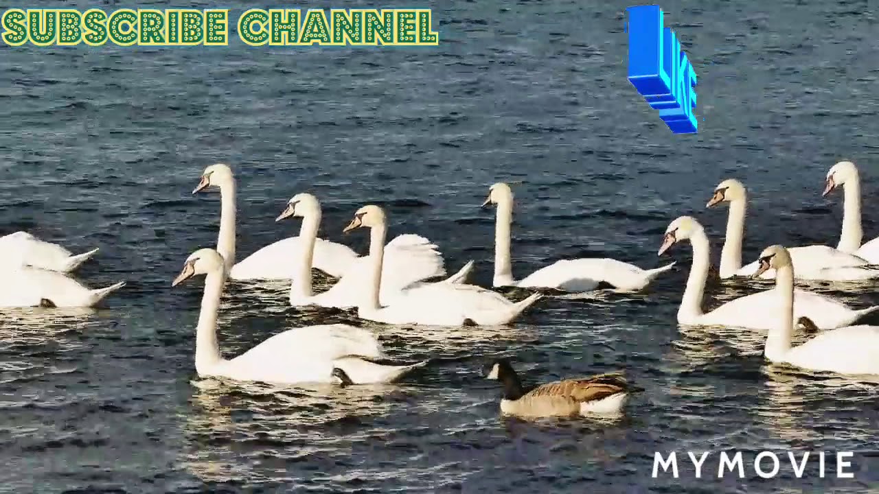 Swan dancing/ swan lake// baby swan / हंस का नृत्य - YouTube