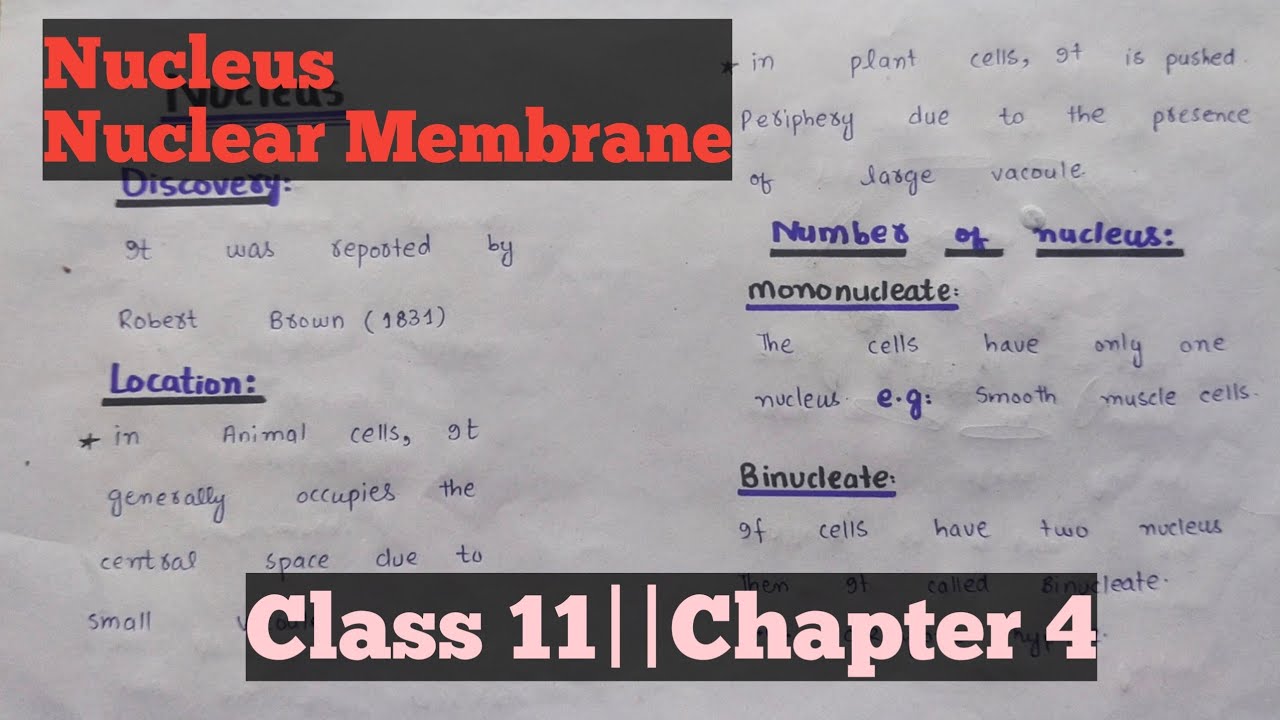 Nucleus||Structure of nucleus||Nuclear membrane||Class 11||Chapter 4 ...