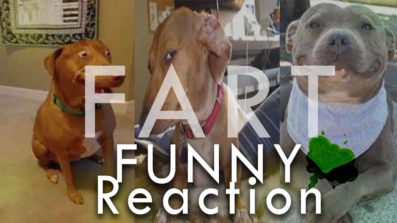 Fart Reaction Super FUNNY DOG & CAT VIDEOS! 2024 - YouTube