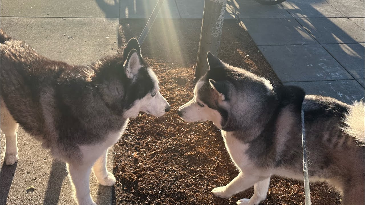 Husky Howls for Friends - YouTube
