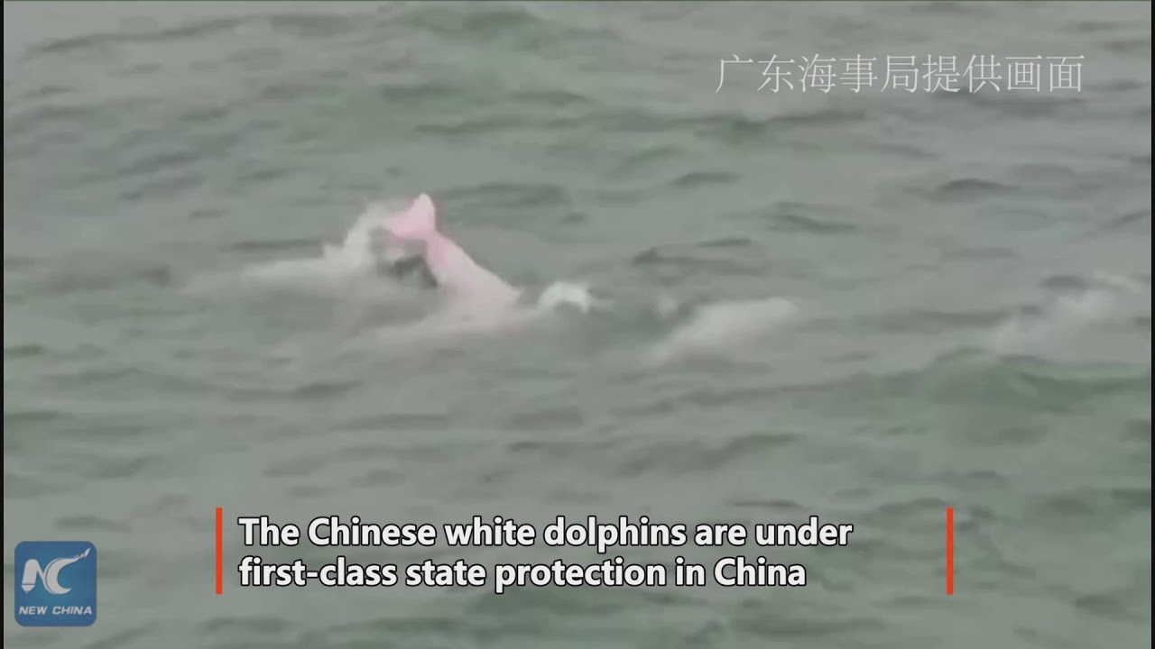 Rare Chinese white dolphins spotted as Hong Kong-Zhuhai-Macao Bridge ...