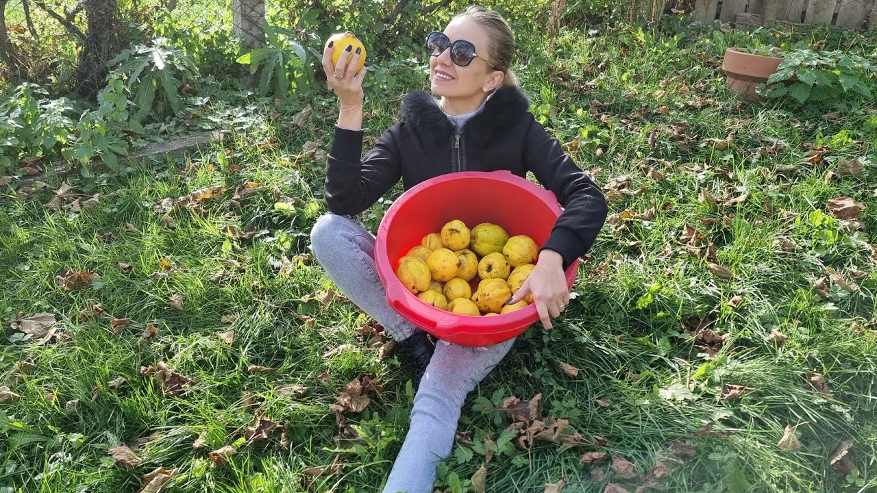 Gem de gutui sterilizat la patura si turte coapte pe jar ca la Moldova ...