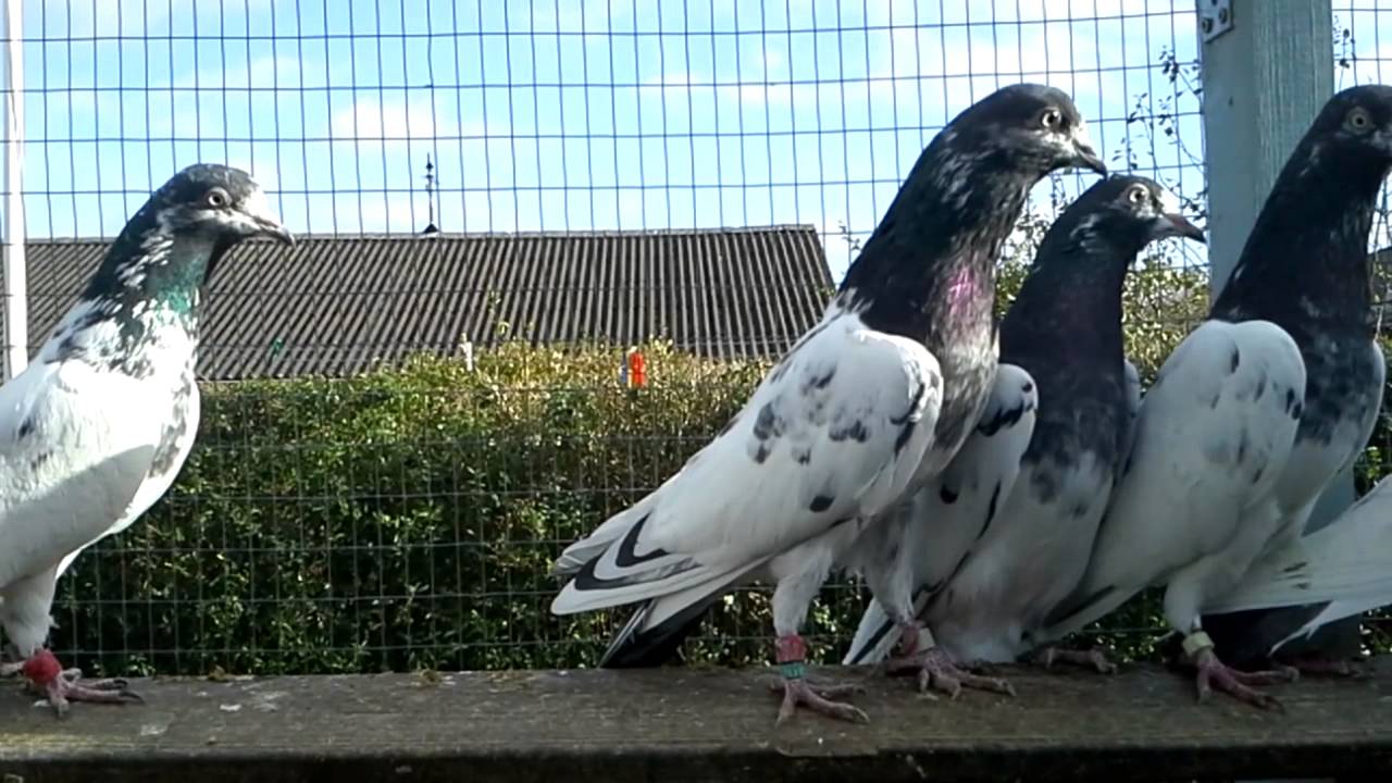 Usman Ullah ka Biner Walla pigeon - YouTube