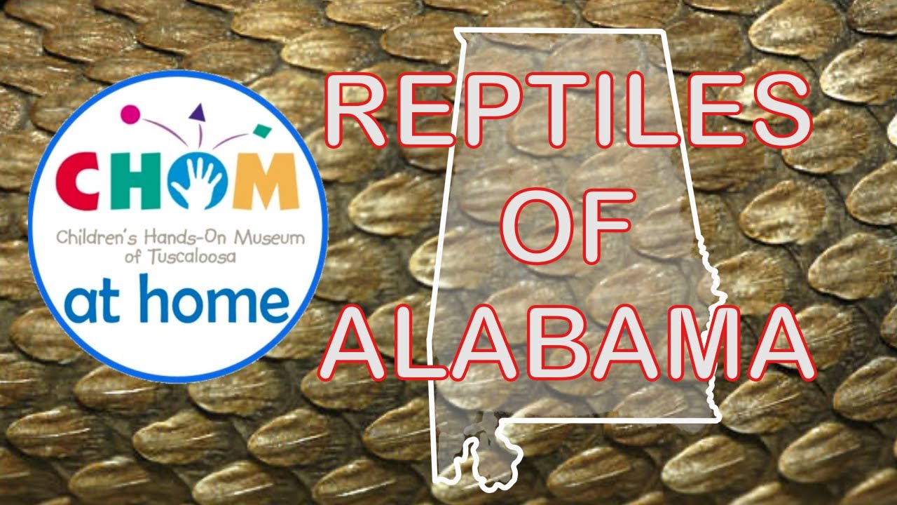 Reptiles of Alabama! - YouTube