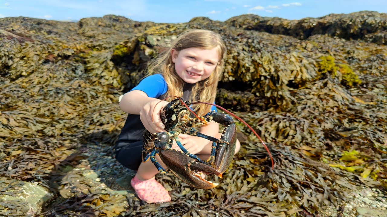 Extreme Rock-Pooling! - Teaching My Daughter How To Forage! - Lobster ...
