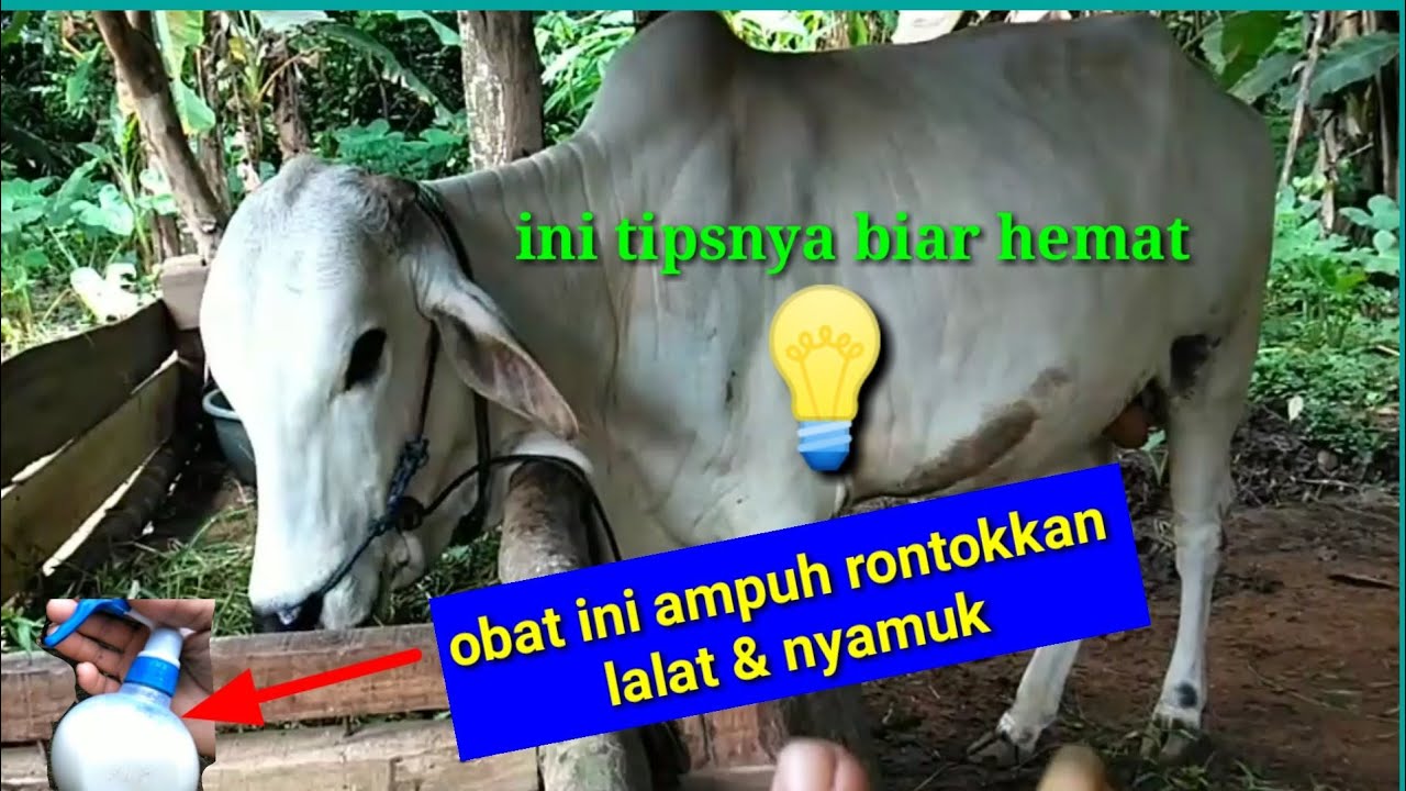 cara basmi lalat pada sapi ~ obat semprot ini manjur tp harus efisien ...