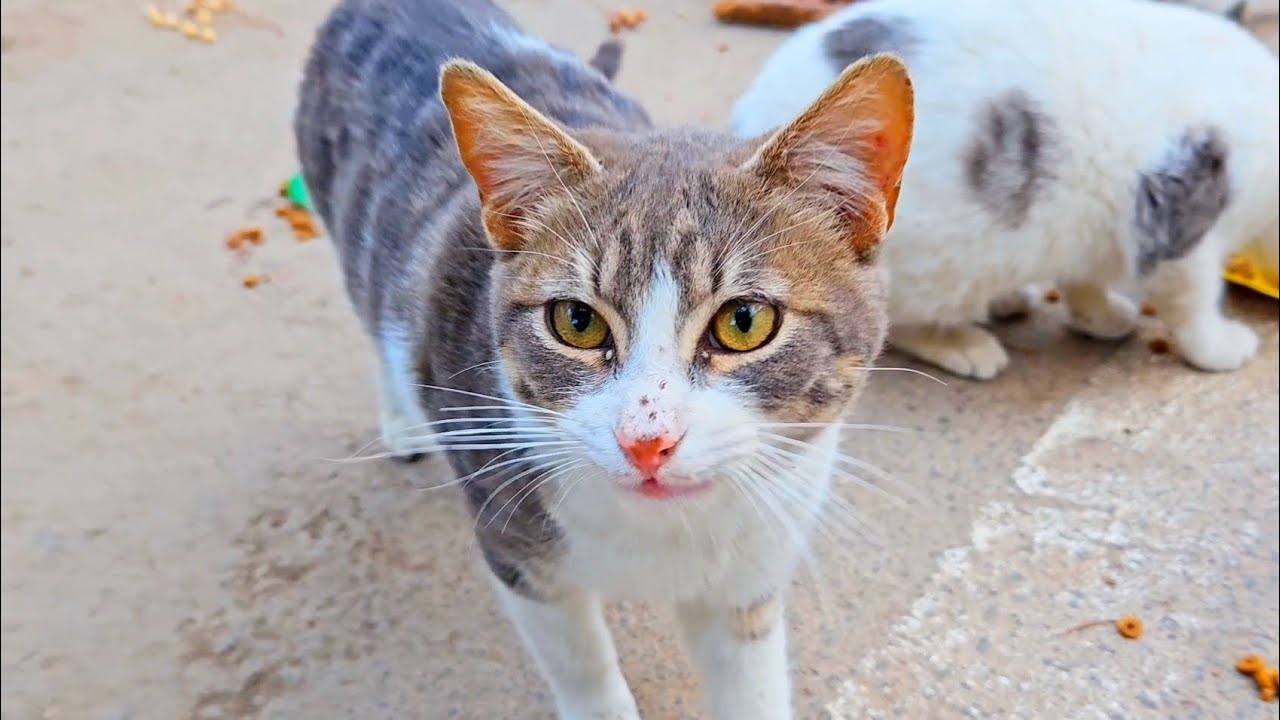 Yellow kitten recovered and back to his friends to sharing Dry cat food ...