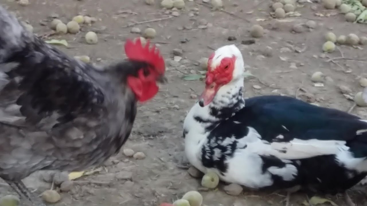 ROOSTER VS DUCK - INTERACTIVE THE RODAIN IN THE BACKYARD - FARMA SKYDRA ...