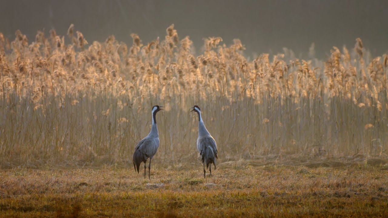 Bird sounds – Common crane (Grus grus) - YouTube