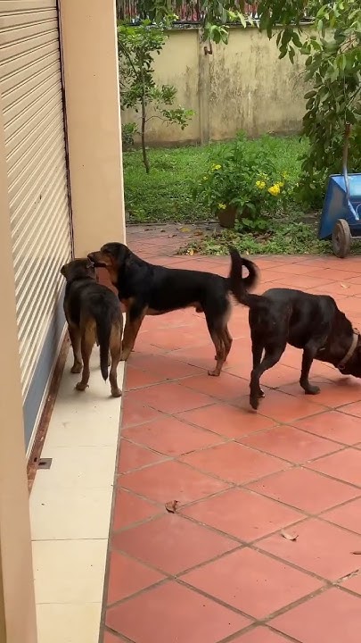 My three dogs #shorts - YouTube